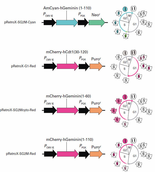 Fucci Cell Cycle Vectors